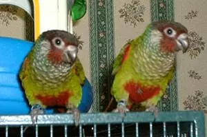 Loro de orejas blancas de cola roja (Pyrrhura leucotis)