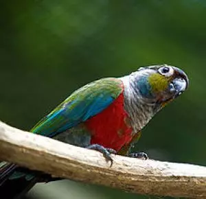 Parrot nga Pula ang ikog sa Prot (Pyrrhura perlata)