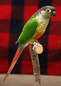 Ang berde nga aping nga pula nga ikog nga parrot (Pyrrhura molinae)