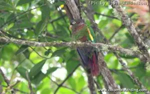 Luxurious red-tailed parrot (Pyrrhura calliptera)