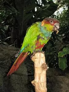 Blue-tailed red-tailed parrot (Pyrrhura cruentata)