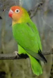 Lovebird Liliana (Agapornis lilianae) -