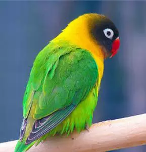 Masked lovebird (Agapornis personatus)