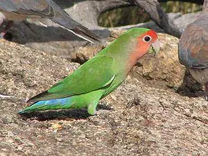 Shimbir-waji-cawlan oo casaan leh (Agapornis roseicollis)