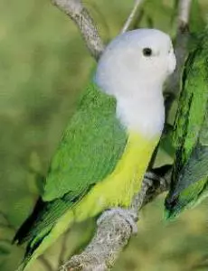 Lovebird nwere isi awọ (Agapornis canus)