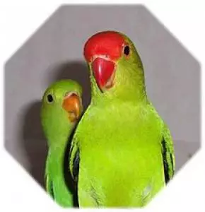 Lovebird černokřídlý ​​(Agapornis taranta)