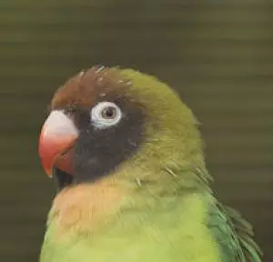 Shimbir lovebird wajiga madow leh (Agapornis nigrigenis)