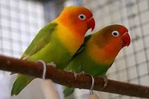 Rybářův lovebird (Agapornis fischeri)