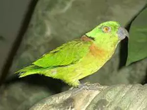 ワカクサインコ（Agapornis swindernianus）