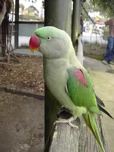 Parrot ea Alexandrov e nang le ringed (Psittacula eupatria)