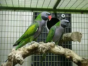 Parrot ea Chaena (Psittacula derbiana)