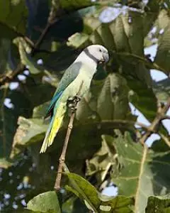 Papuga obrożna Malabar (Psittacula columboides)