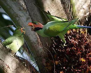 थ्रेड-शेपटी असलेला रिंग पोपट (Psittacula longicauda)