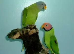 Parrot e nang le lihlooho tse pinki (Psittacula roseata) -