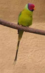 Parrot e nang le lihlooho tse khubelu (Psittacula cyanocephala)