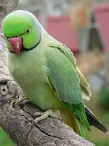 Indian ringed parrot (Psittacula krameri)