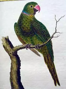 Parrot ea Mauritian (Psittacula echo)