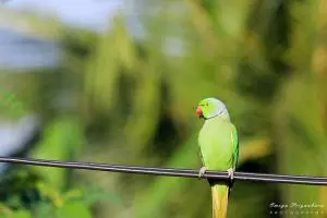 Parrot fáinne Emerald (Psittacula calthropae)