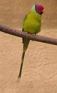 นกแก้วหัวแดง (Psittacula cyanocephala) -