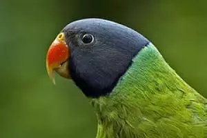 Ang ring na parrot ni Finsch (Psittacula finschii)