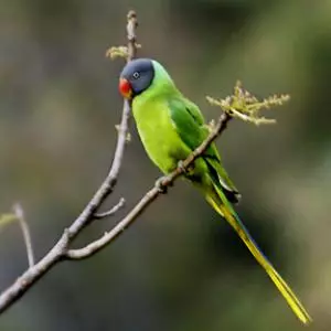 Himalayan ringed parrot (Psittacula himalayana)