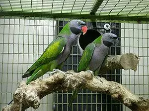 Кинески прстенасти папагај (Пситтацула дербиана)