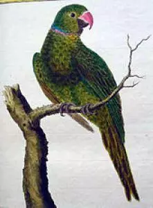 Маурицијски прстенасти папагај (Пситтацула ецхо)