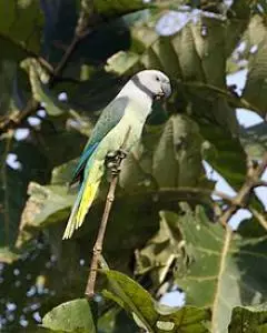 Малабар прстенасти папагај (Пситтацула цолумбоидес)