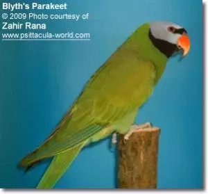 Gray nga adunay singsing nga parrot (Psittacula caniceps)