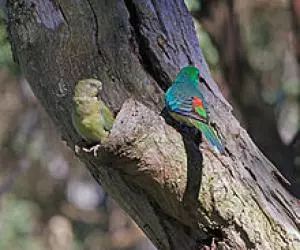 Song parrot (Psephotus haematonotus) -