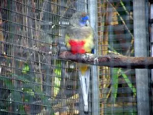 Ropa-rakabhururuka-rakapetwa-muswe parrot (Psephotus haematogaster haematogaster) -