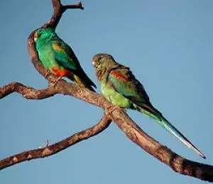 Burung Nuri (Psephotus varius)