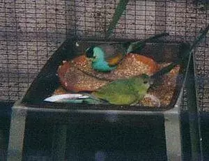 Parot cynffon-ysgwydd euraidd (Psephotus chrysopterygius)