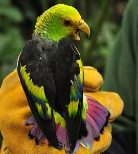 Parrot warna-warni pitu (Touit batavicus) -