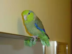 Bruin skouer papegaai (Touit stictopterus)