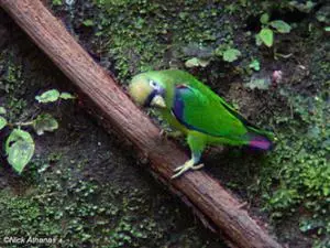 Umukara ushyigikiwe na parrot (Touit melanonotus)