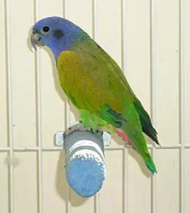 नीले सिर वाला लाल नाक वाला तोता (Pionus menstrus) -