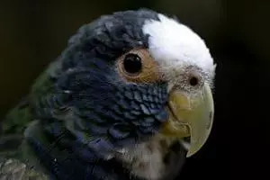 Papagáj griffon (Pionus senilis)