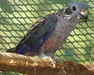 Tmavý papagáj s červeným nosom (Pionus fuscus)
