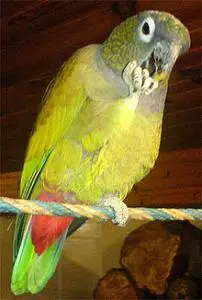 लाल मान असलेल्या मॅक्सिमिलियन पोपट (पियोनस मॅक्सिमिलियानी)