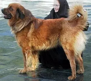 Buryat-Mongolian wolfhound (Hottosho)