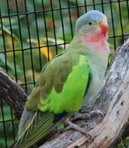 Parrot Alexandra yang mewah (Polytelis alexandrae) -