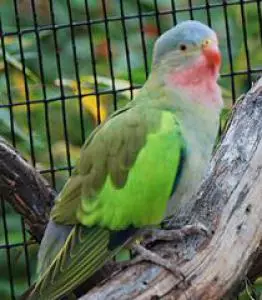 Alexandra Parrot na marmari (Polytelis alexandrae)