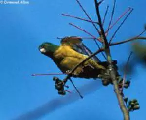 Parrotê rokê yê bi stûyê zer (Prioniturus platurus)