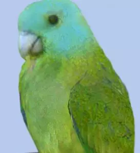 Parrotê serê rokê yê şîn (Prioniturus platenae)