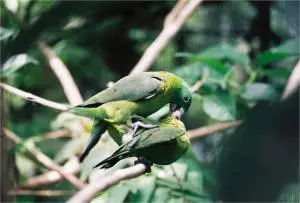 Parrotê bi roketî yê bi kincê şîn (Prioniturus discurus)