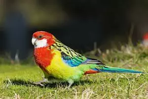 Rosella (vorona) (Platycercus eximius) -