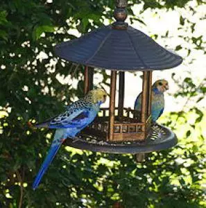 Blassköpfige Rosella (Platycercus adscitus)