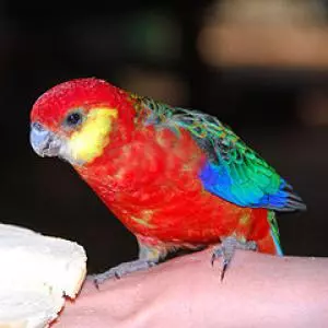 Rosella manana tarehy mavo (Platycercus icterotis)