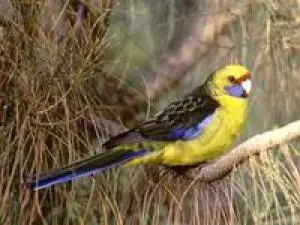 Žalioji roželė (Platycercus caledonicus)